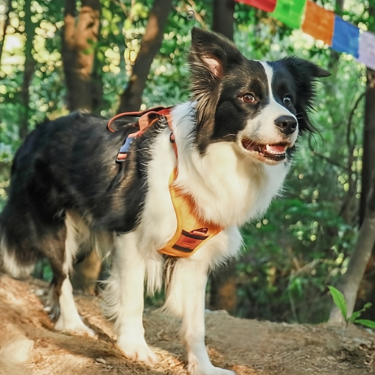 ComfyWalk Harness & Leash – HowlsYourDay